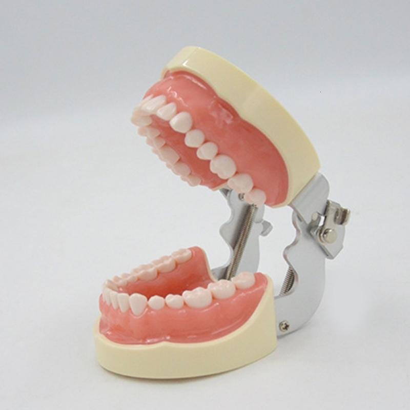 Dental Typodont Teeth Model Dental Practice Typodont Model with 32 ...