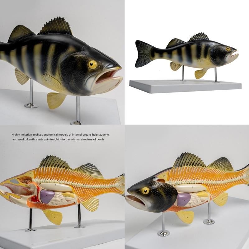 Fish Animal Organs Anatomical Model Skeleton Model Fish Anatomy Model ...