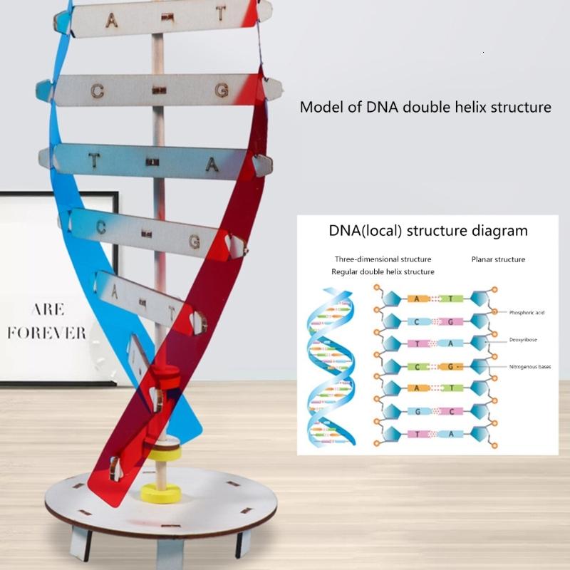 DNAs Model Rotating Human Double Helix Model Kits Human Genes Learning ...