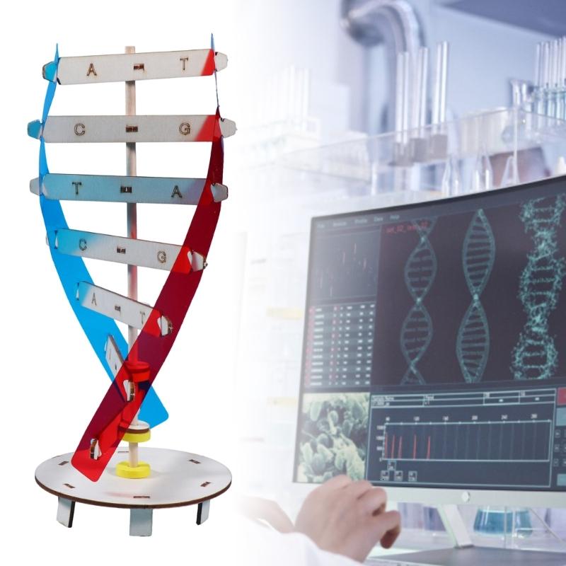 Human Genes Learning Toy DNA Helix Model Aid Biologic Science Models ...