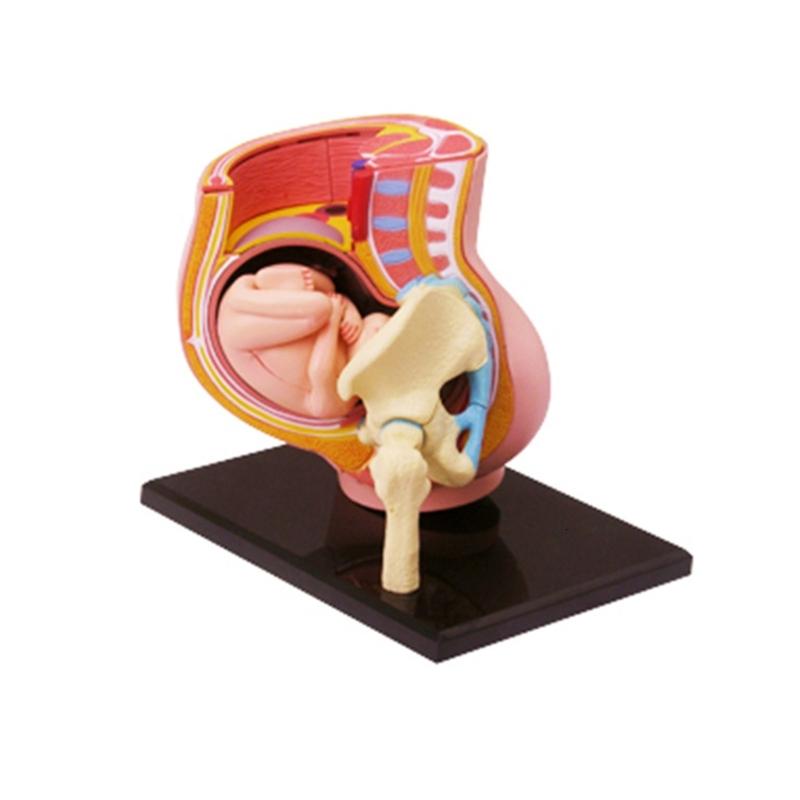 Hand Painted Pregnant Pelvis Section Model Human Women Pregnant Pelvis ...
