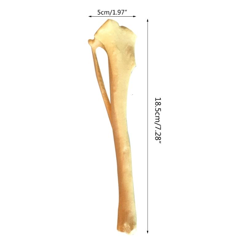 Dog Tibia Skeletal Model Dog Anatomy Tibia Skull Model | Lazada Singapore