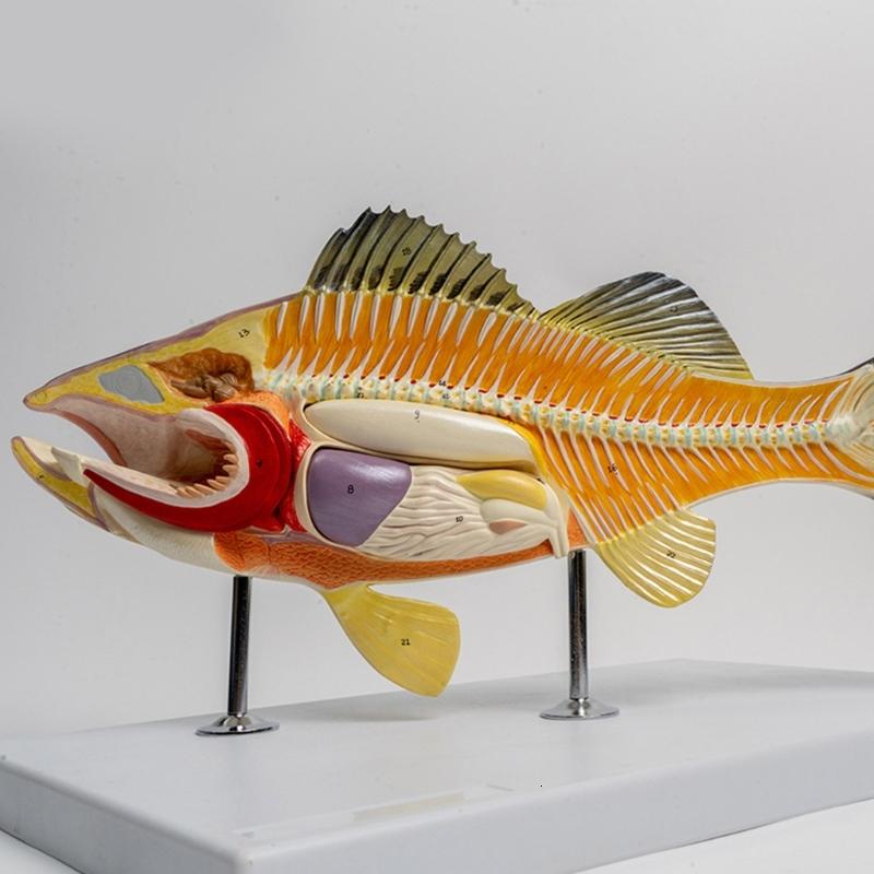Fish Animal Organs Anatomical Model Skeleton Model Fish Anatomy Model ...