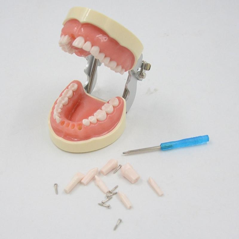 32 Dental Typodont Teeth Model Removable Tooth Model Teaching Study ...