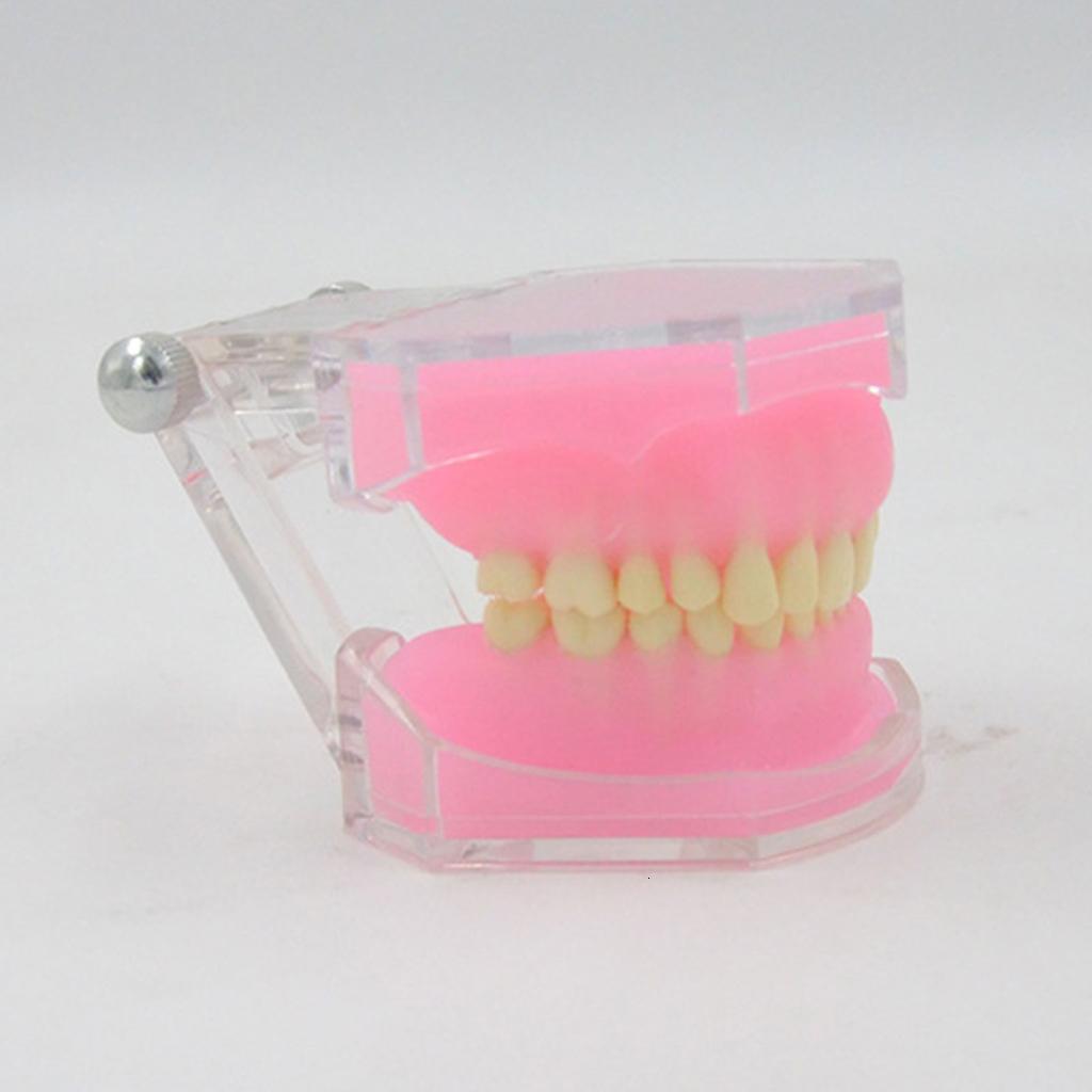 Dental Typodont Teeth Model Typodont Study Model Portable Detachable ...