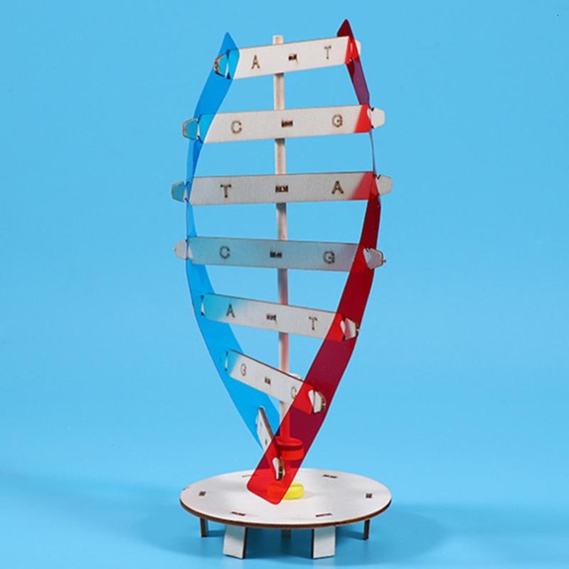 DNAs Model Rotating Human Double Helix Model Kits Human Genes Learning ...