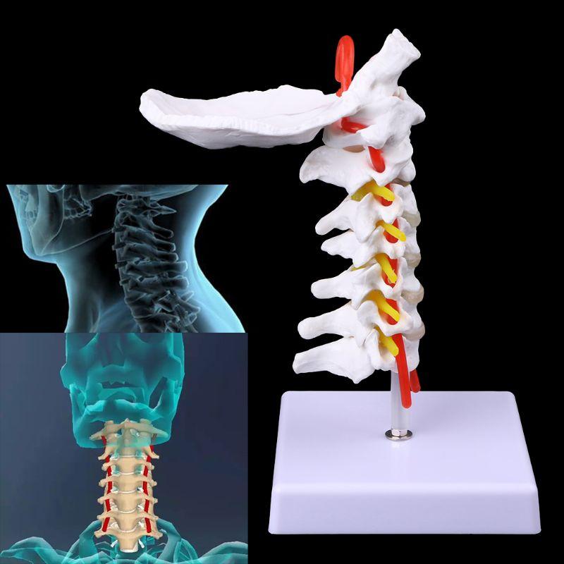 Cervical Vertebra Arteria Spine Spinal Nerves Anatomical Model Life ...