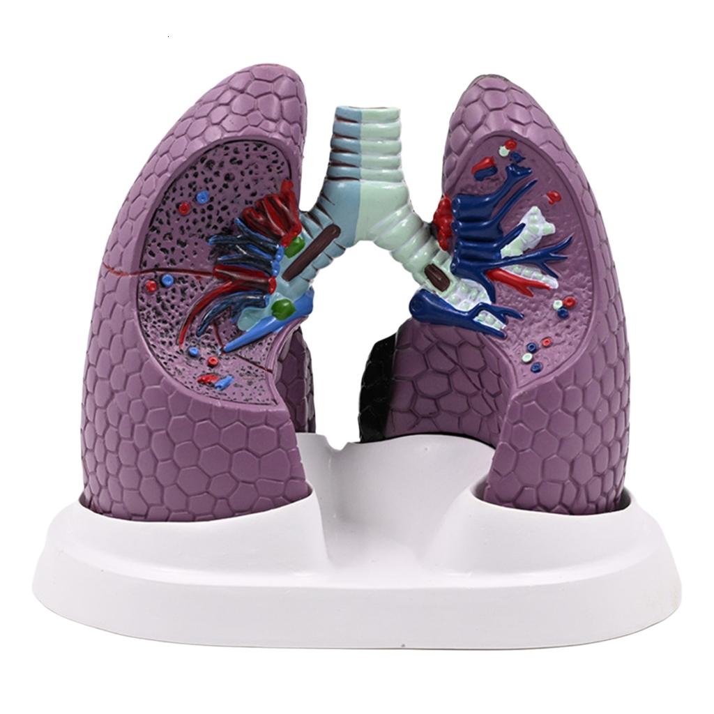 Realistic Human Lung Anatomy Model Anatomical Lung Model Teaching Tool ...