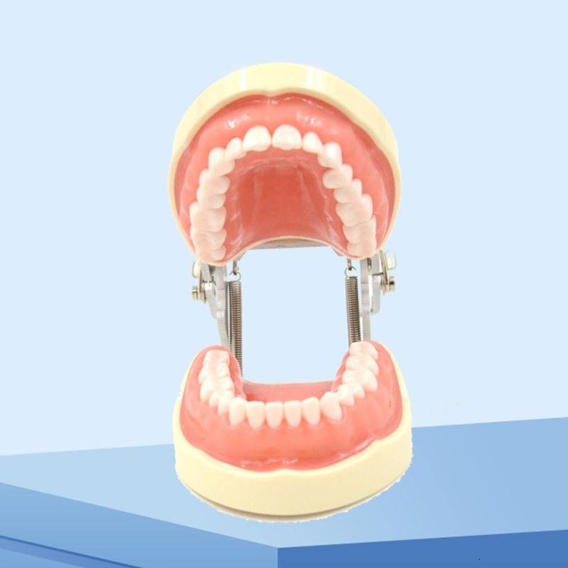 32 Dental Typodont Teeth Model Removable Tooth Model Teaching Study ...