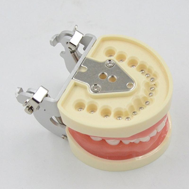 Dental Typodont Teeth Model Dental Practice Typodont Model with 32 ...