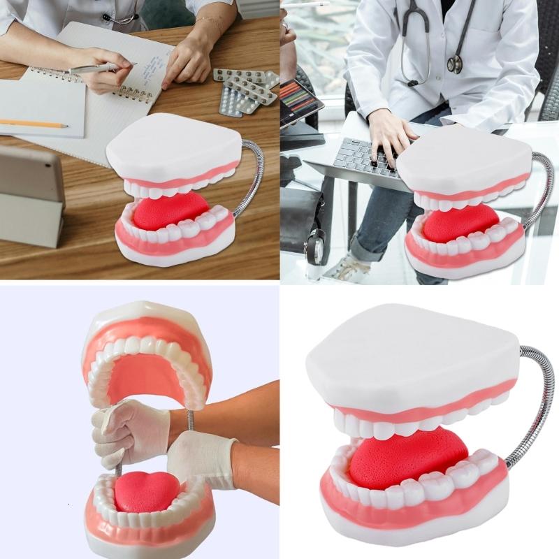 Human Teeth Anatomy Model with Removable Tongue for Classroom ...