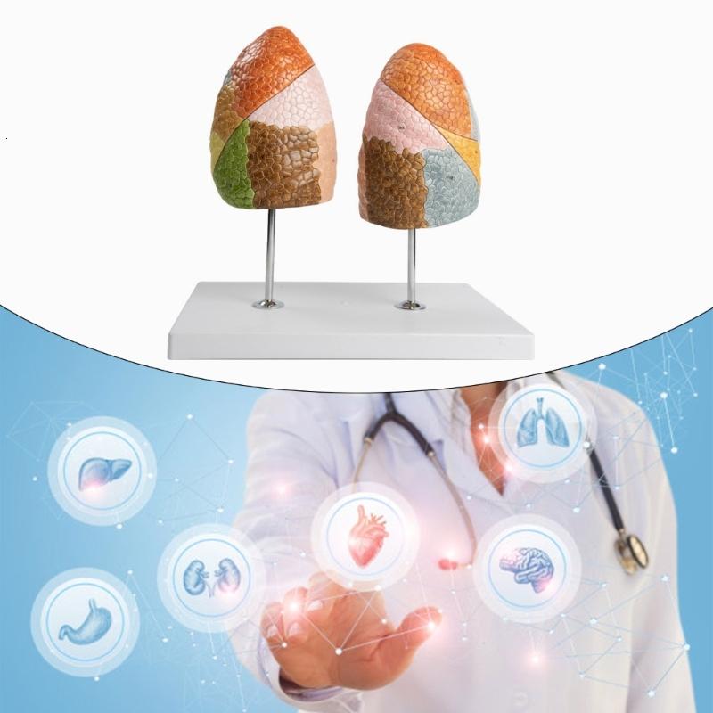 Life Size Lungs Anatomy Model Educational Training Aid, Anatomical ...