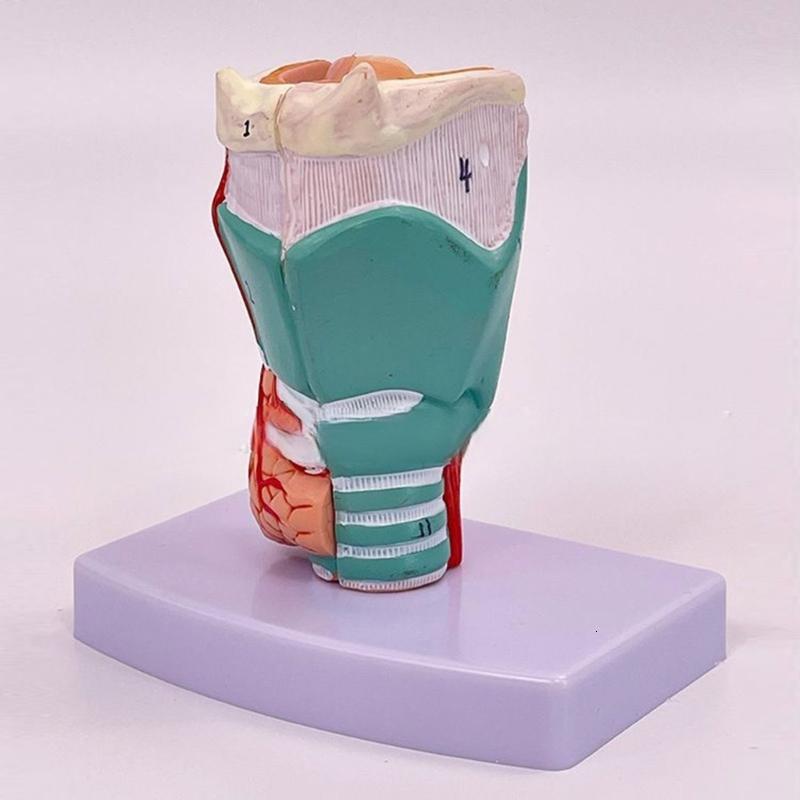 Life Size Human Throat Anatomy Model for Diseases Study, Anatomical ...