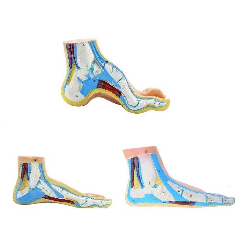 Foot Anatomical Model, Including Bones, Muscles, Ligaments, Human Foot ...