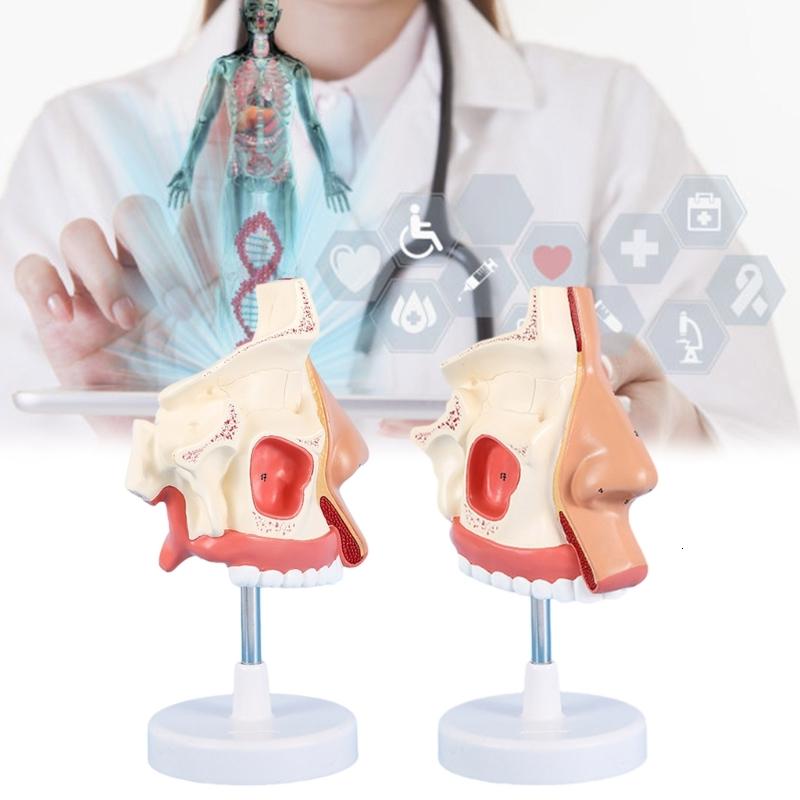 Human Nasal Cavity Anatomy Model for Disease Study, Anatomical Human ...