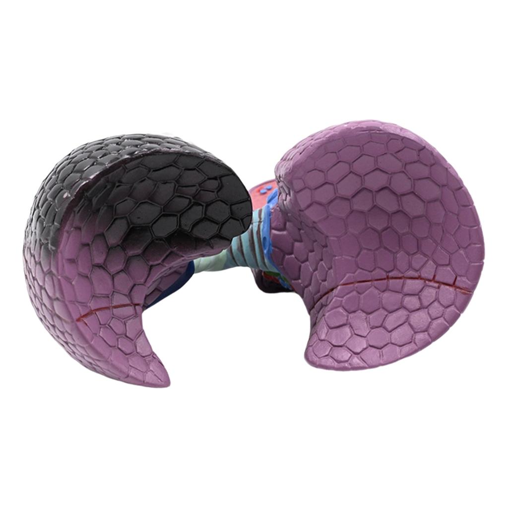 Realistic Human Lung Anatomy Model Anatomical Lung Model Teaching Tool ...