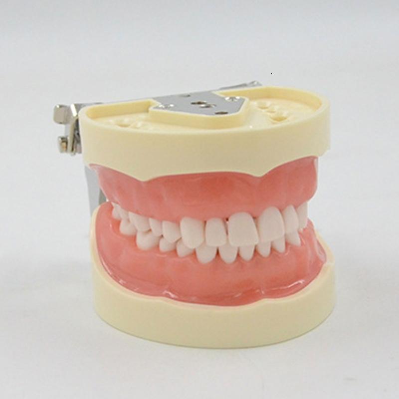 32 Dental Typodont Teeth Model Removable Tooth Model Teaching Study ...